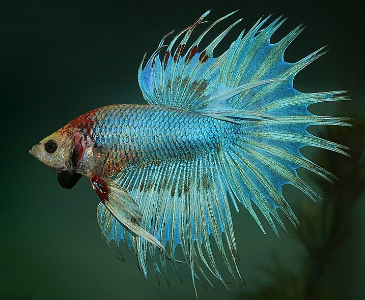 Crown Tail (CT) Betta